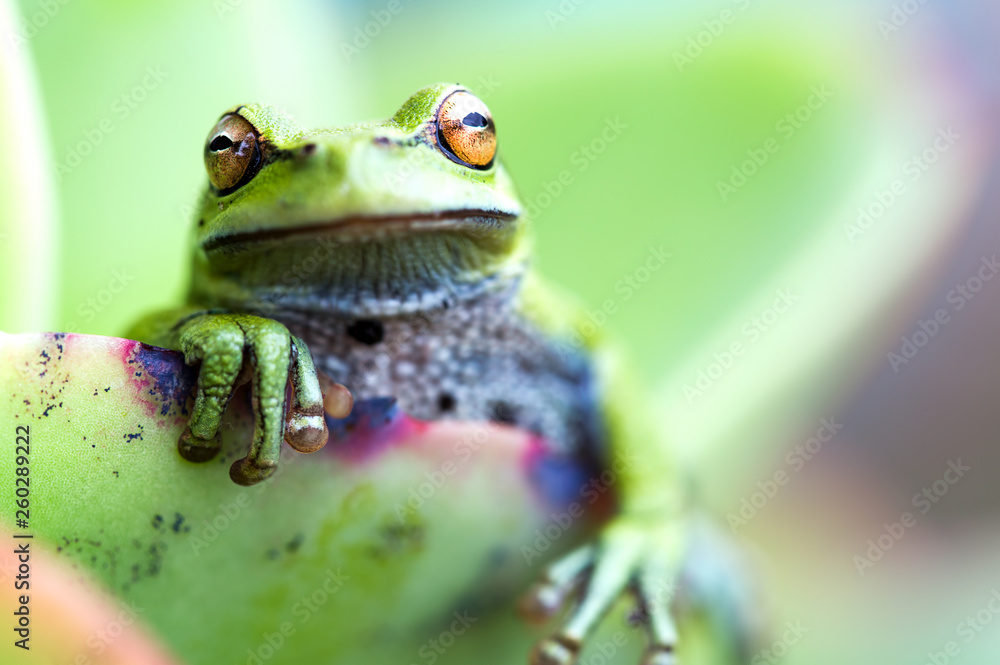 Front view macro photography of a green frog sitting in a succulent ...