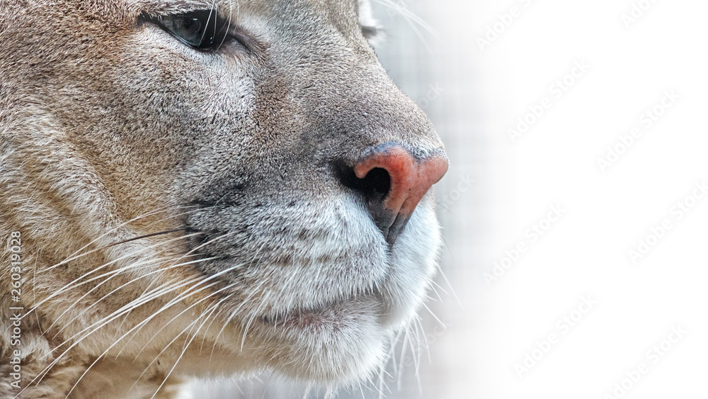 cougar face portrait closeup side view isolated on white background big ...