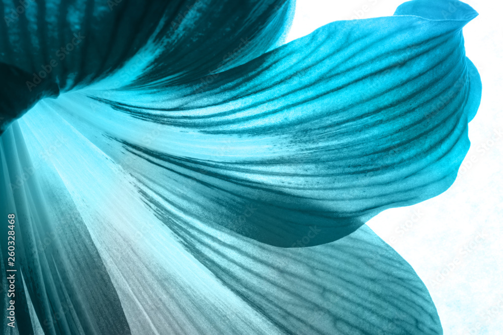 Blue Flower Petal Texture