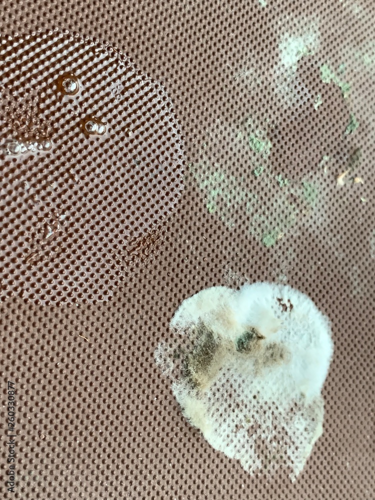 Bird droppings on a plastic surface. Texture of bird droppings. Relief ...