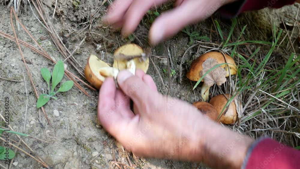 man collects Suillus granulatus, weeping bolete an edible mushroom that ...