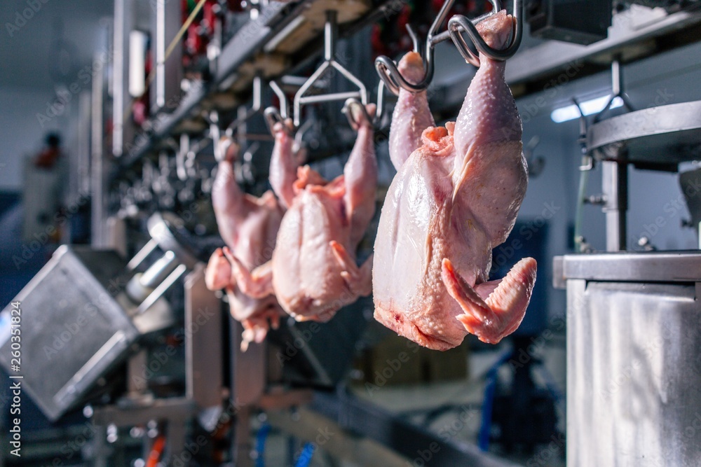 Processing of chicken meat on a production tape in a meat-processing ...