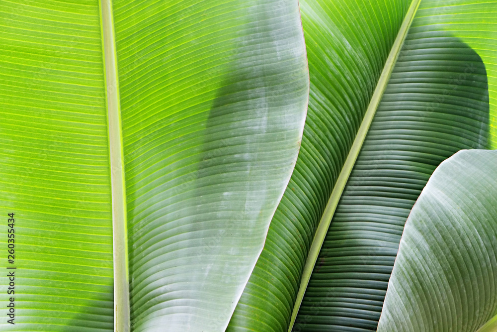 Group of big green banana leaves of exotic palm tree in sunshine on ...