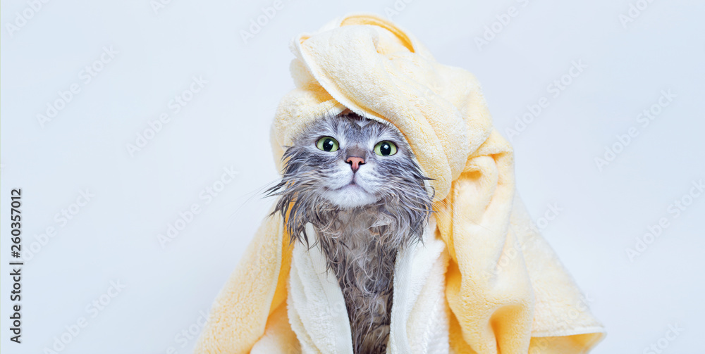 Funny smiling wet gray tabby cute kitten after bath wrapped in yellow ...