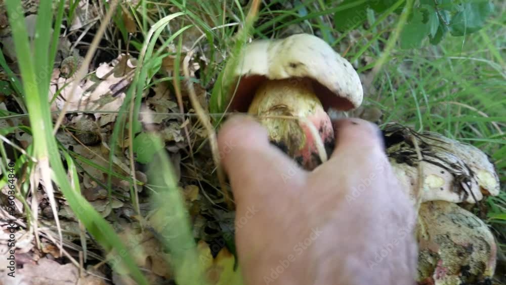 Rubroboletus (Boletus) satanas, commonly known as the Satan's bolete or ...