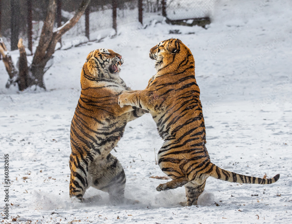 Tigers Jumping On Its Prey
