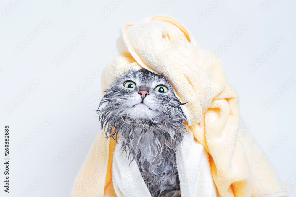 Funny smiling wet gray tabby cute kitten after bath wrapped in yellow ...