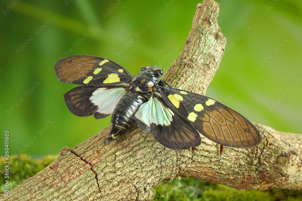 Cicada : Butterfly cicadas with broad multicolor wings. Green and blue ...