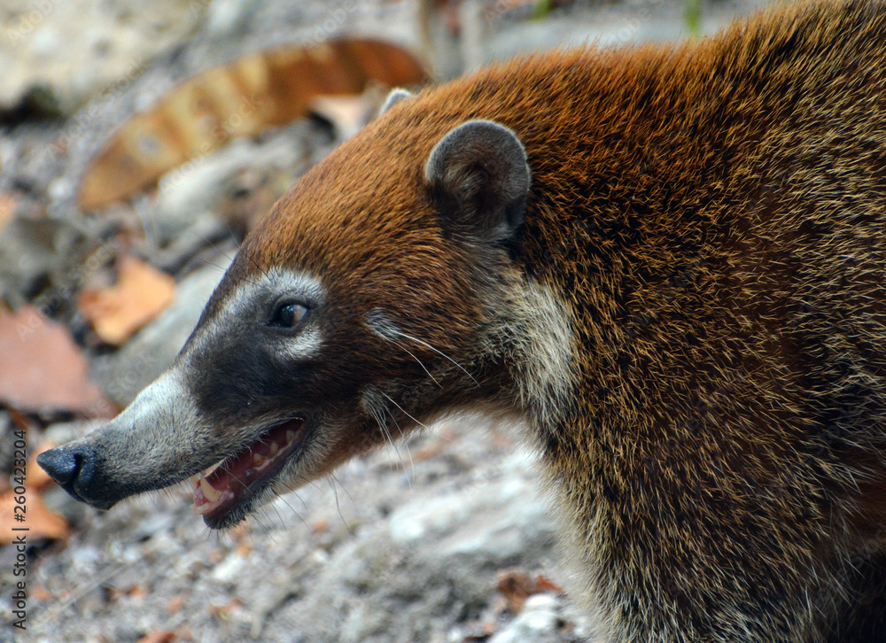 The white-nosed coati (Nasua narica), or coatimundi is a species of ...