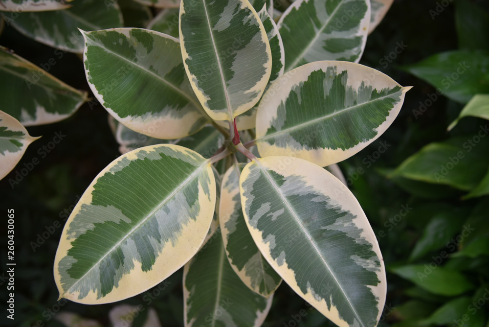 Striped leaf ornamental plants close up. Photo of beautiful flowers in ...