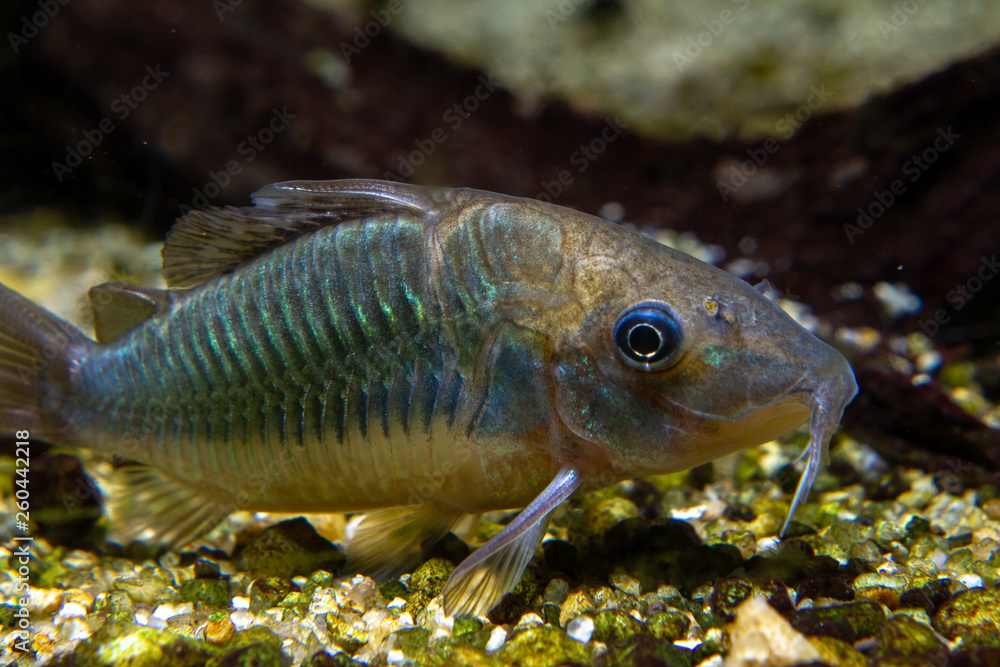 Emerald 'Brochis' (Corydoras splendens ) Ornamental fish from Amazon ...