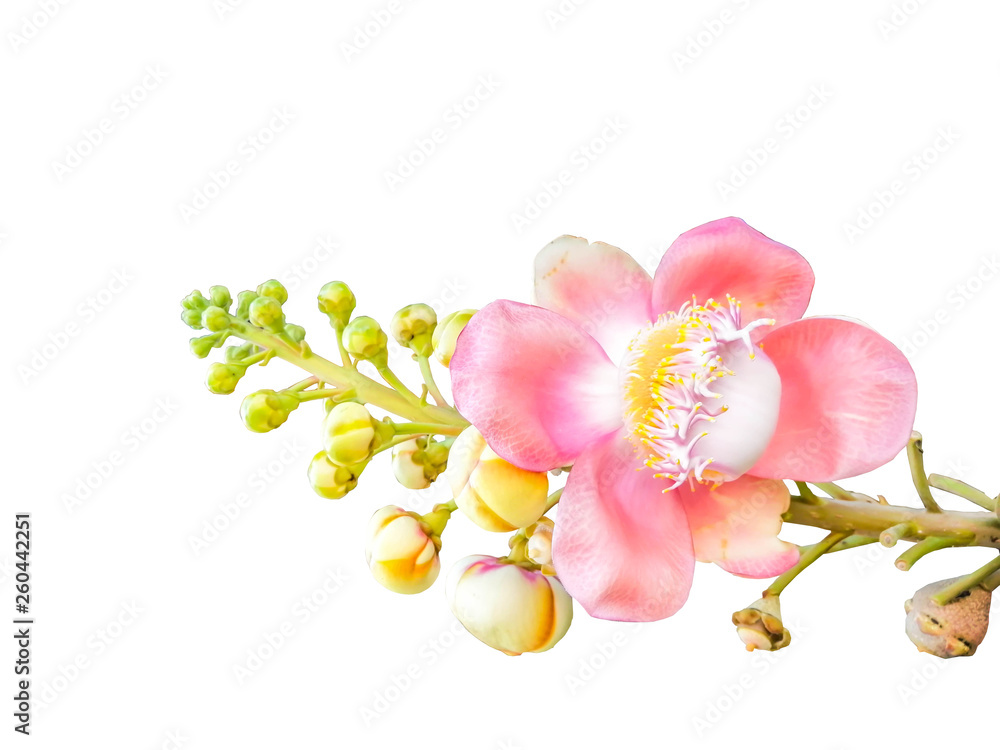 flower of Cannon Ball Tree, Sal Tree, Sal of India, isolated on white ...
