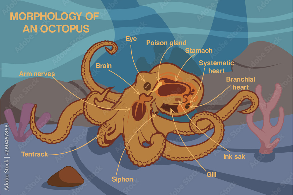 morphology of an octopus Stock Vector | Adobe Stock