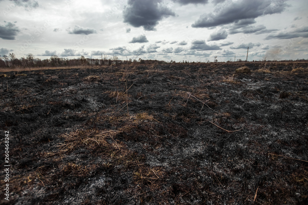 Scorched earth, spring fires. A field with burnt grass. The destruction ...