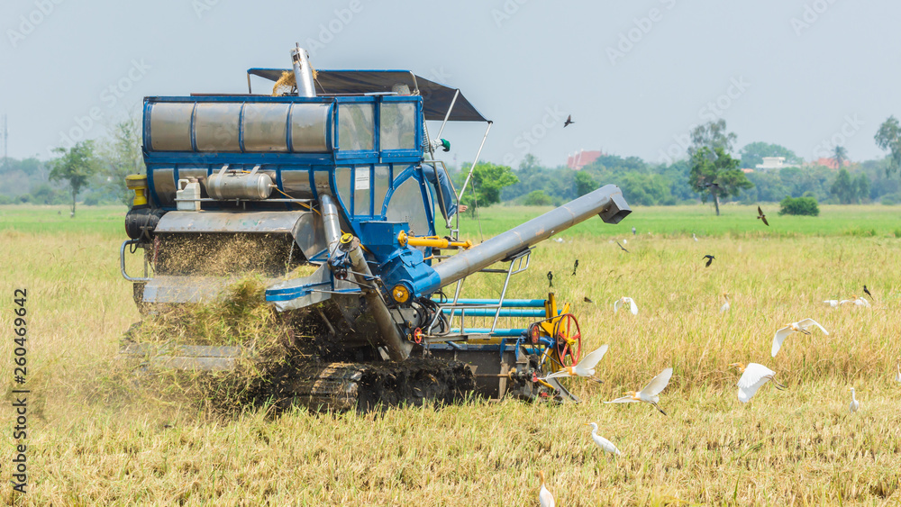 Rice Harvesting in Thailand by Thai farmer and his tractor which ...