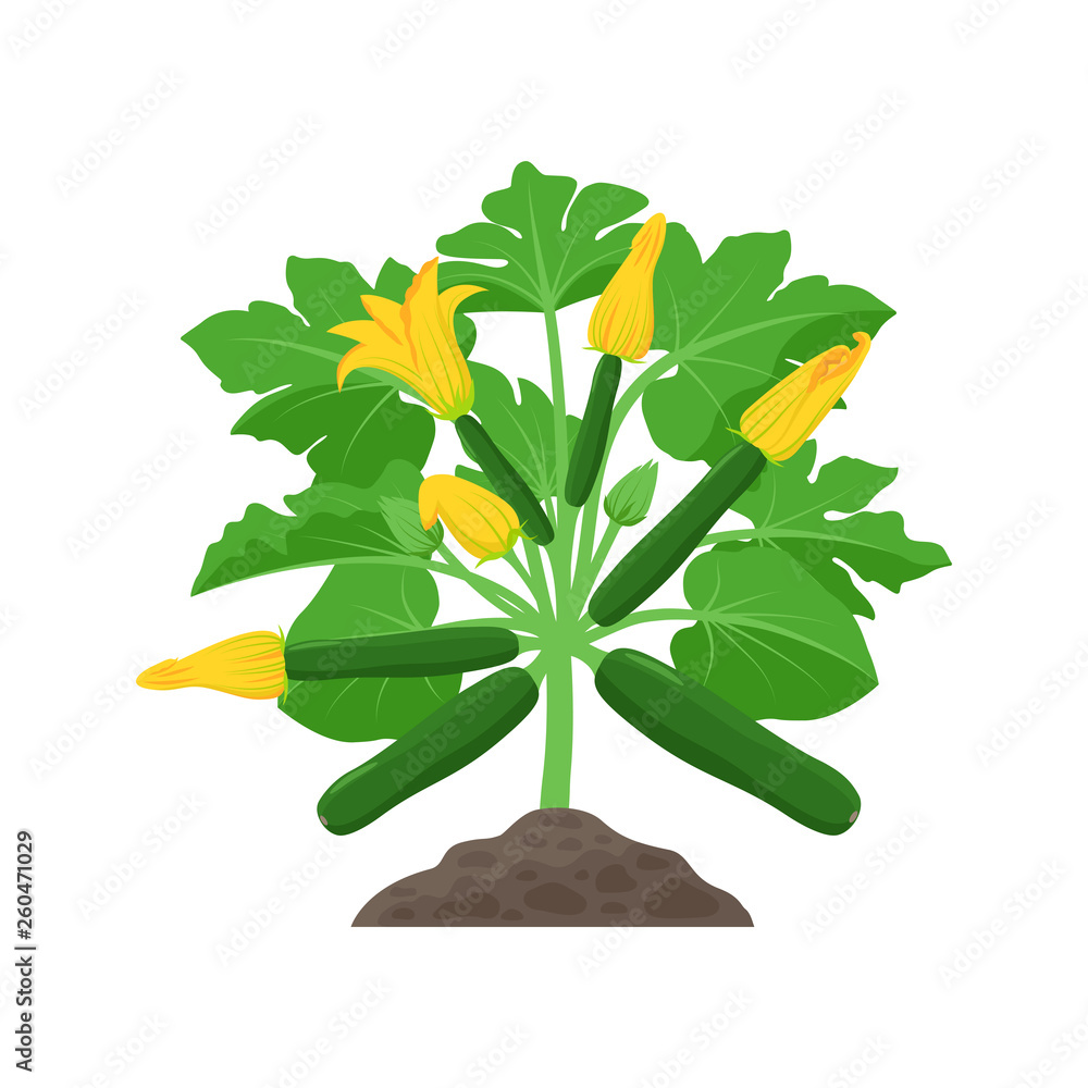 Green Zucchini plant with beautiful Squash blossoms isolated on white ...