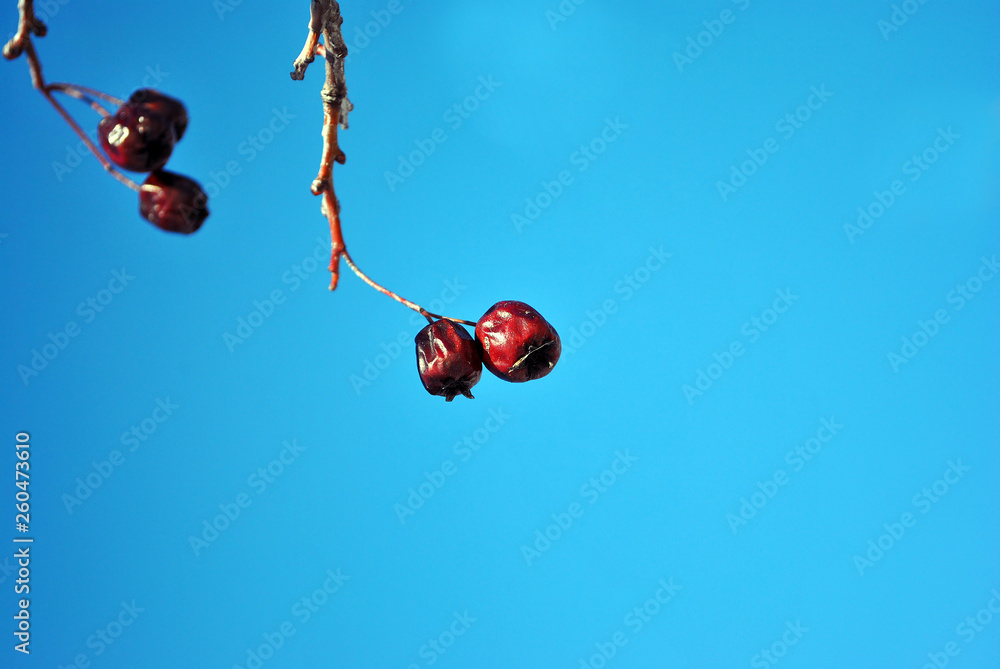 Crataegus (hawthorn, quickthorn, thornapple, May tree, whitethorn ...