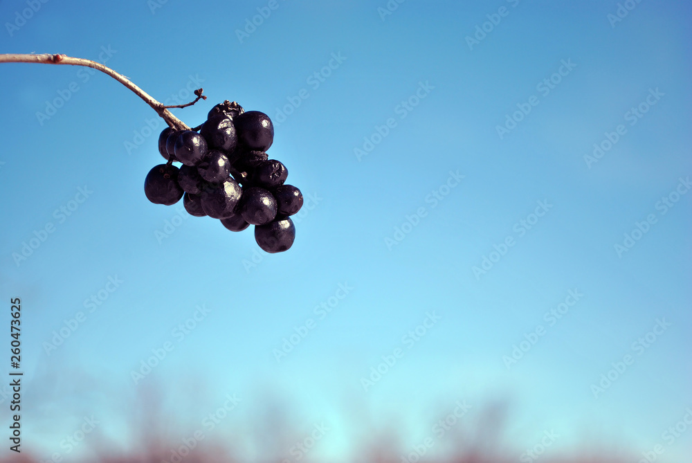 Ligustrum vulgare (wild privet, common privet, European privet) black ...