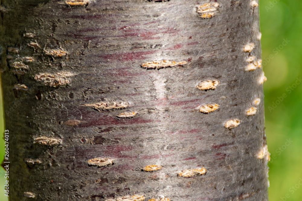 Tronco del ciliegio Stock Photo | Adobe Stock