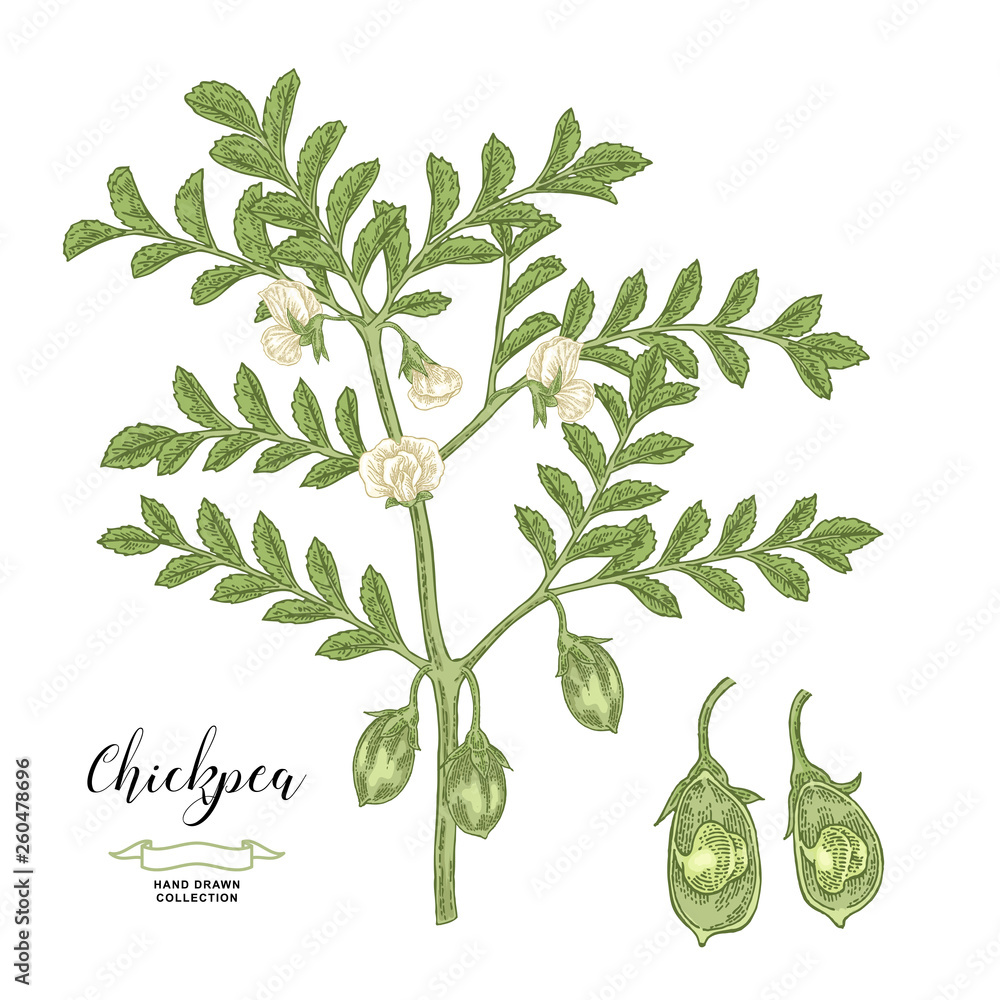 Chickpea plant isolated on white background. Chickpea flowers, pods and ...