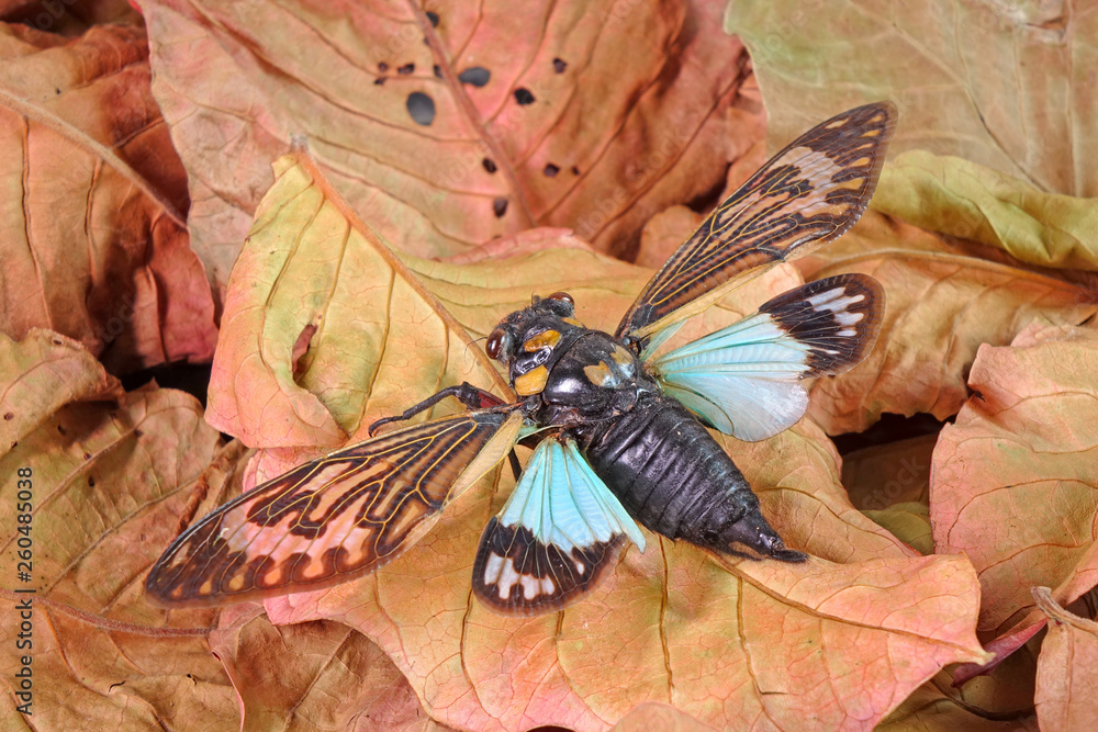 Cicada : Butterfly cicadas with broad multicolor wings. Blue butterfly ...