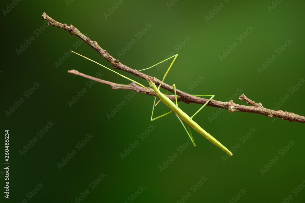 Stick insect or Phasmids (Phasmatodea or Phasmatoptera) also known as ...
