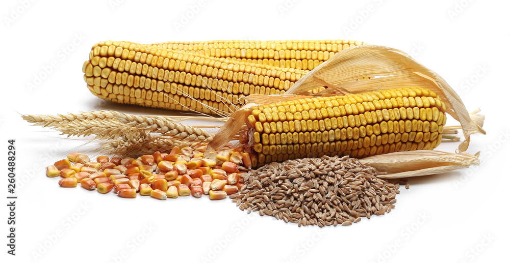 Dry ears of wheat and cob of corn with kernels and spelt grain isolated ...