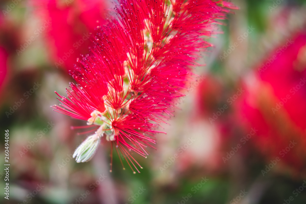 Callistemon Citrinus Leaf