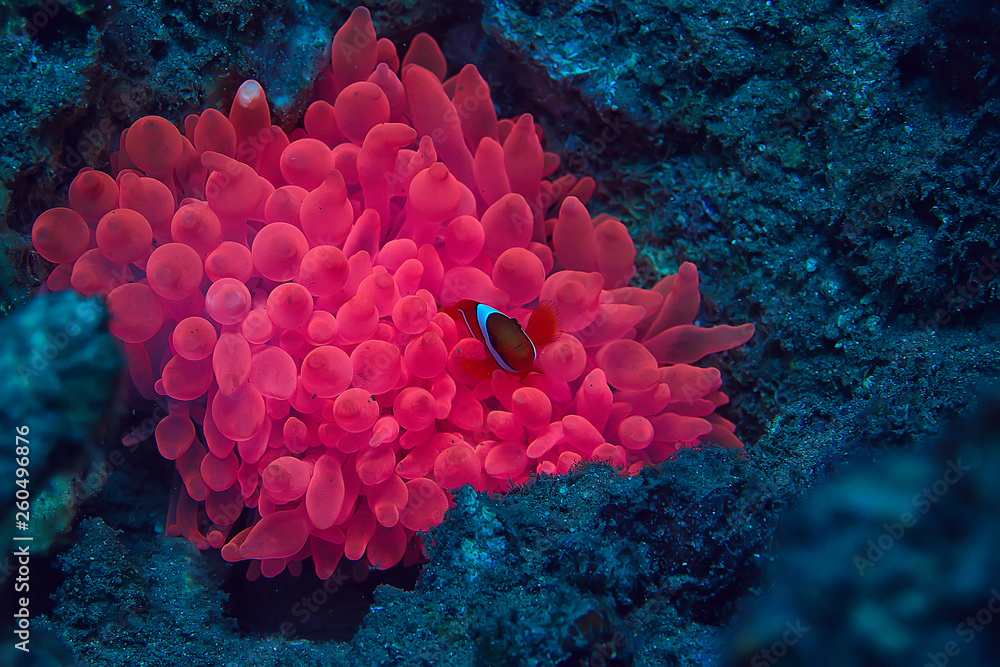 clown fish coral reef / macro underwater scene, view of coral fish ...