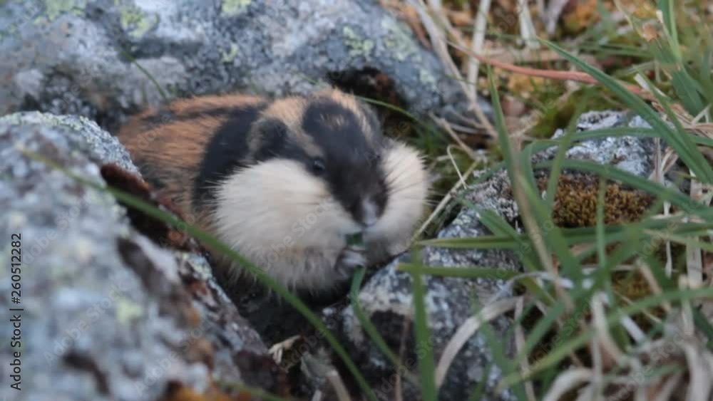 Funny beautiful little animal. The Norwegian lemming (Lemmus lemmus) is ...
