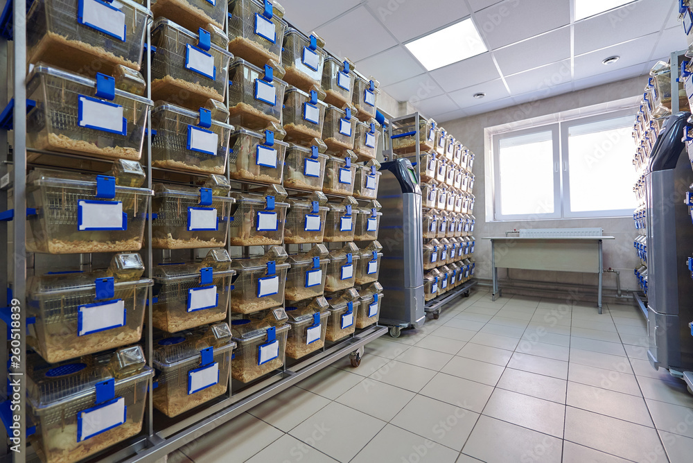 Experimental laboratory mice are raised in the IVC, Individually ...