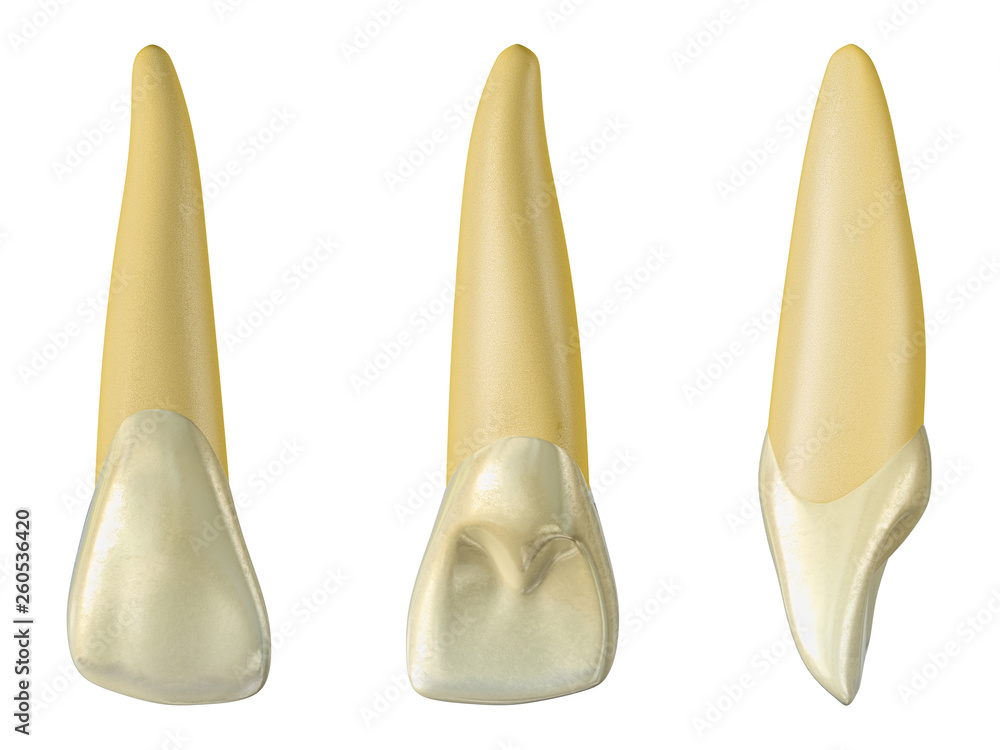 maxillary lateral incisor tooth in the buccal, palatal and lateral ...