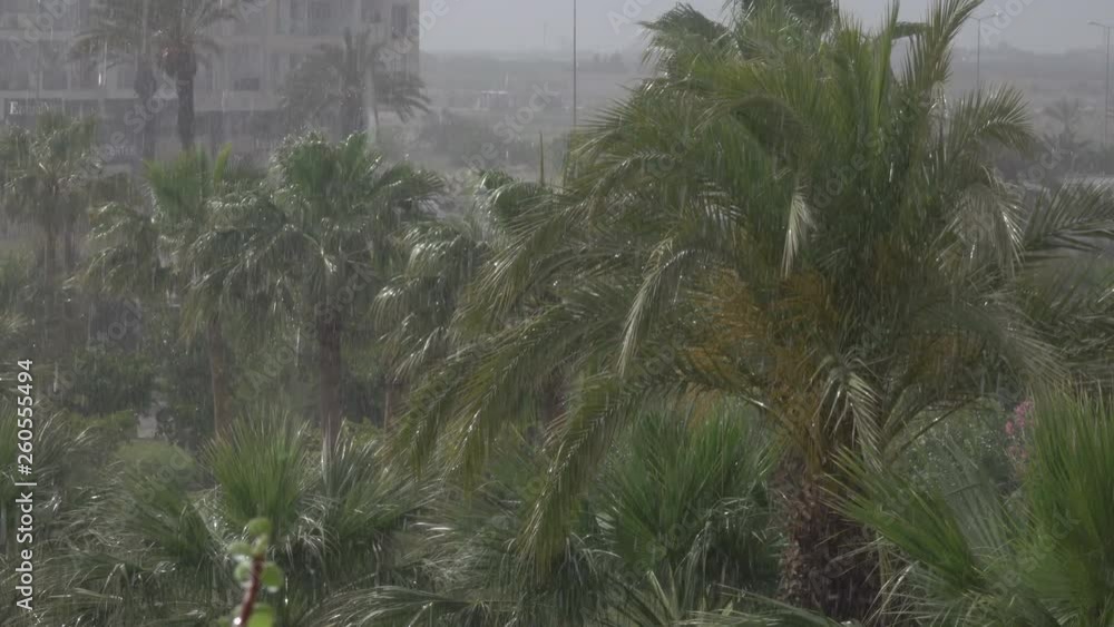 Tropical wind and rain drops falling on the green palm tree leaves ...