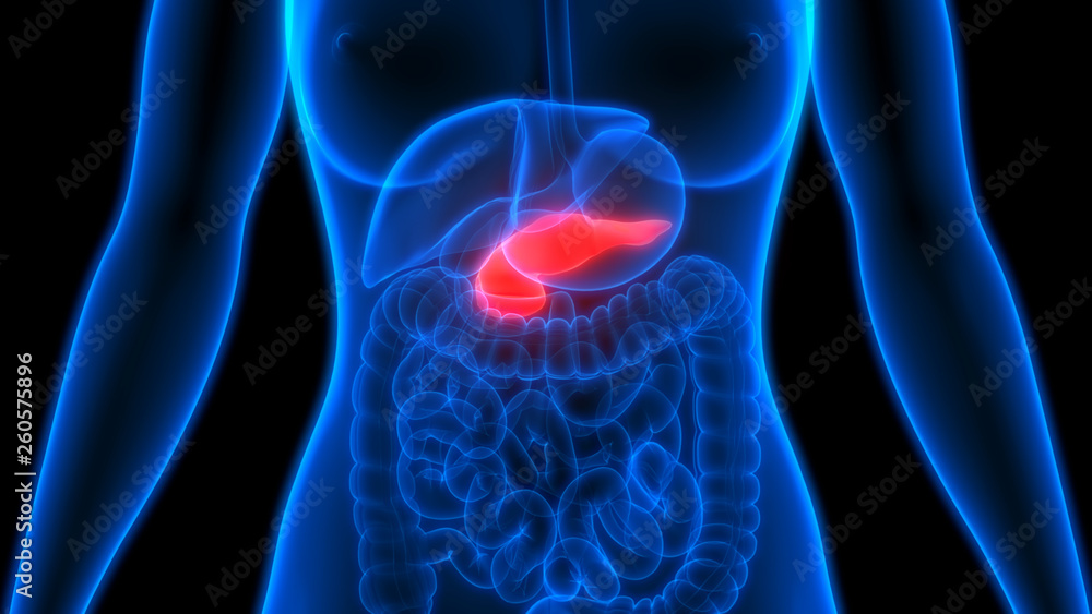 Human Organs Pancreas Anatomy Stock Illustration | Adobe Stock