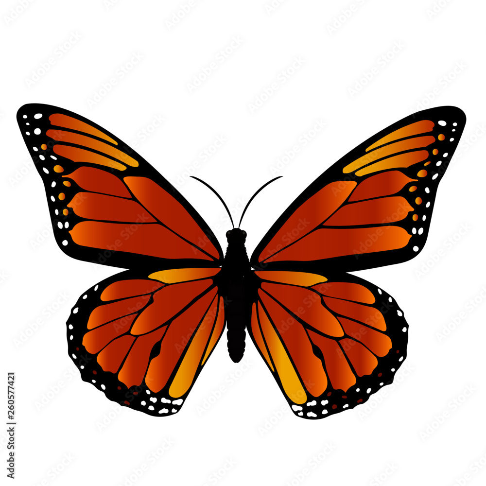 Mariposa monarca Stock Vector | Adobe Stock