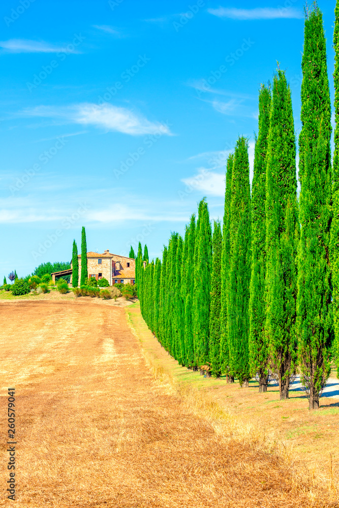Italian cypress trees rows and a road rural landscape Stock Photo ...