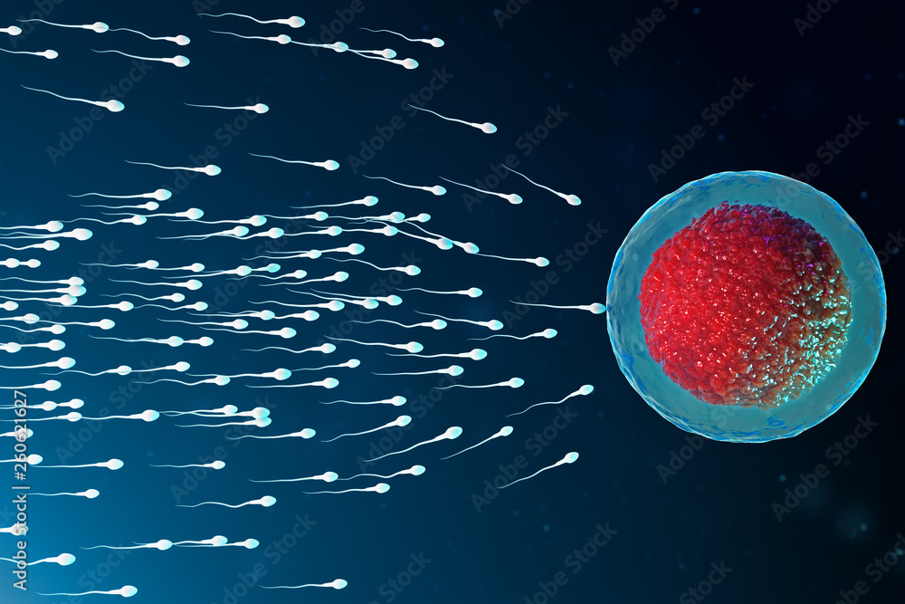 3D illustration sperm and egg cell, ovum. Sperm approaching egg cell ...