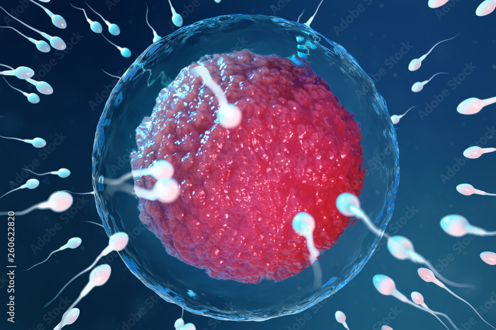 3D illustration sperm and egg cell, ovum. Sperm approaching egg cell ...