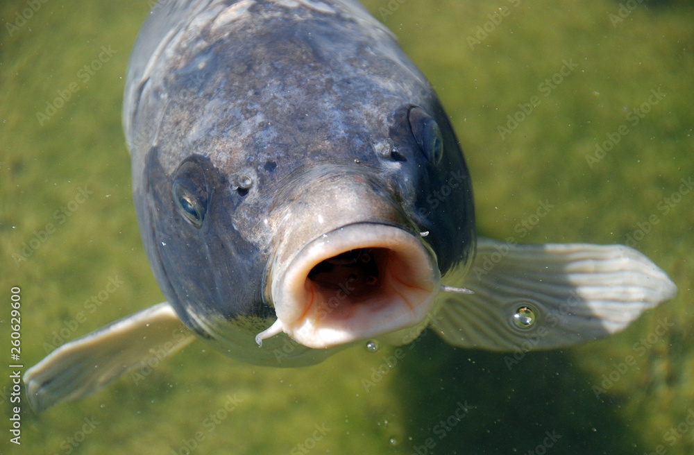 Koi fish are colored varieties of Amur carp (Cyprinus rubrofuscus) that are kept for decorative ...