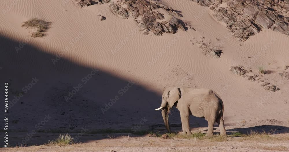4K side view of a desert elephant bull feeding in front of a sand dune ...