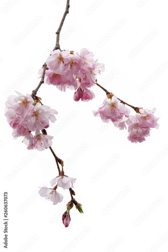 beautiful pink cherry blossoms are the national flower of Japan and ...