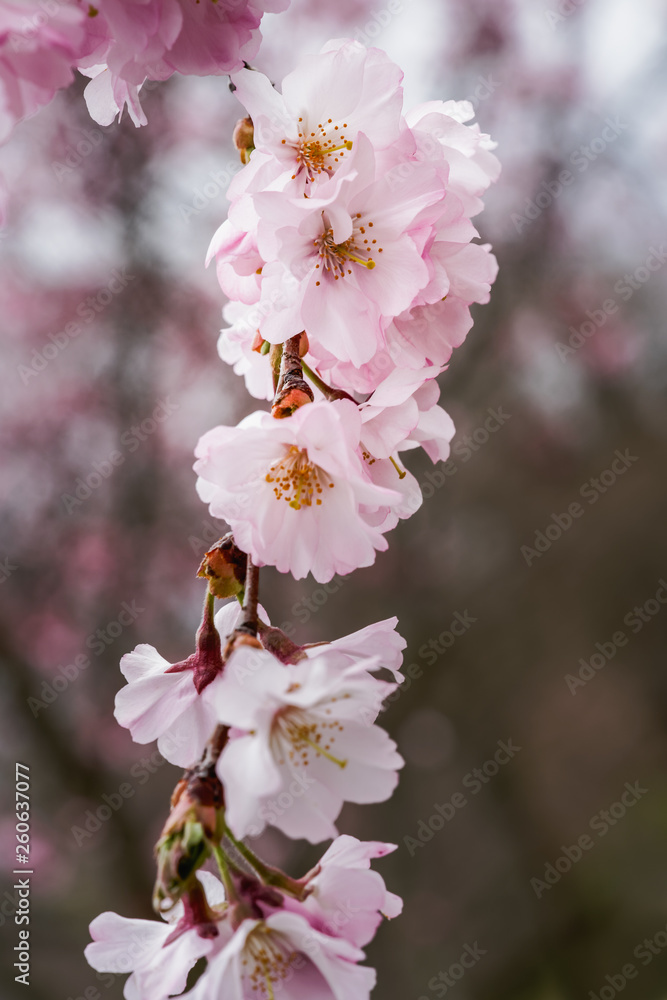 beautiful pink cherry blossoms are the national flower of Japan and ...