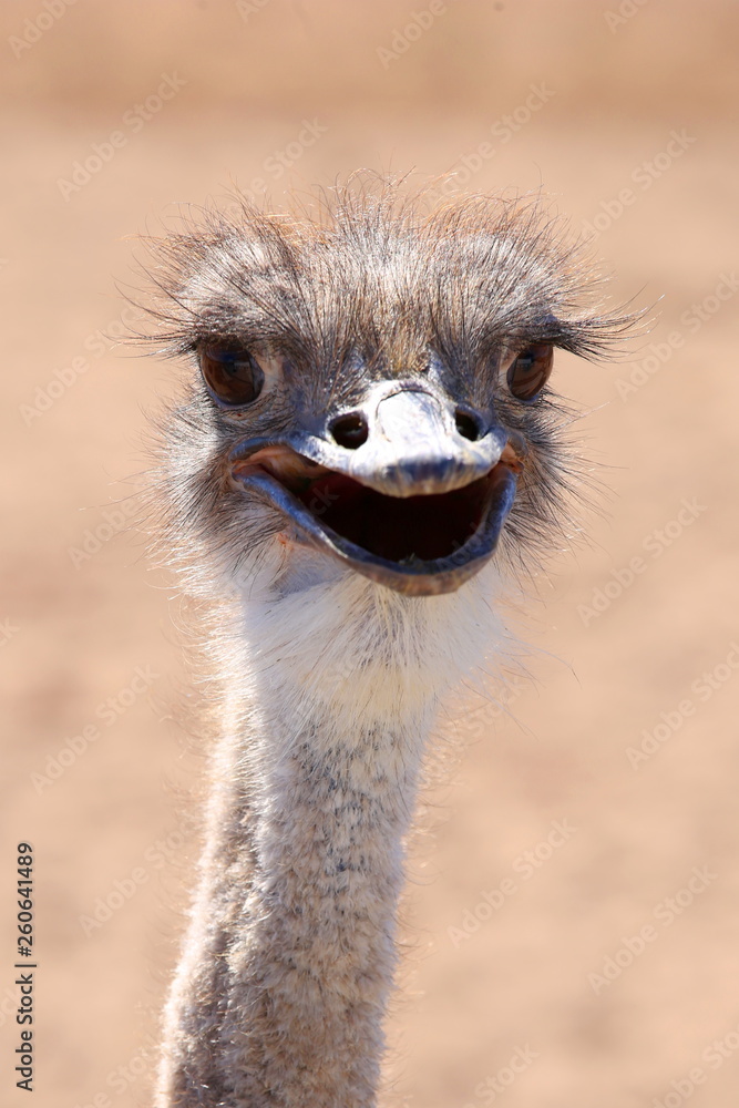 Happy Ostrich