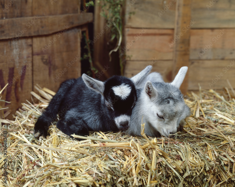 Baby Pygmy goats laying down Stock Photo | Adobe Stock