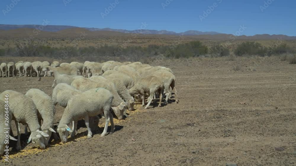 4K close-up panning view of hungry sheep feeding on supplementary food ...