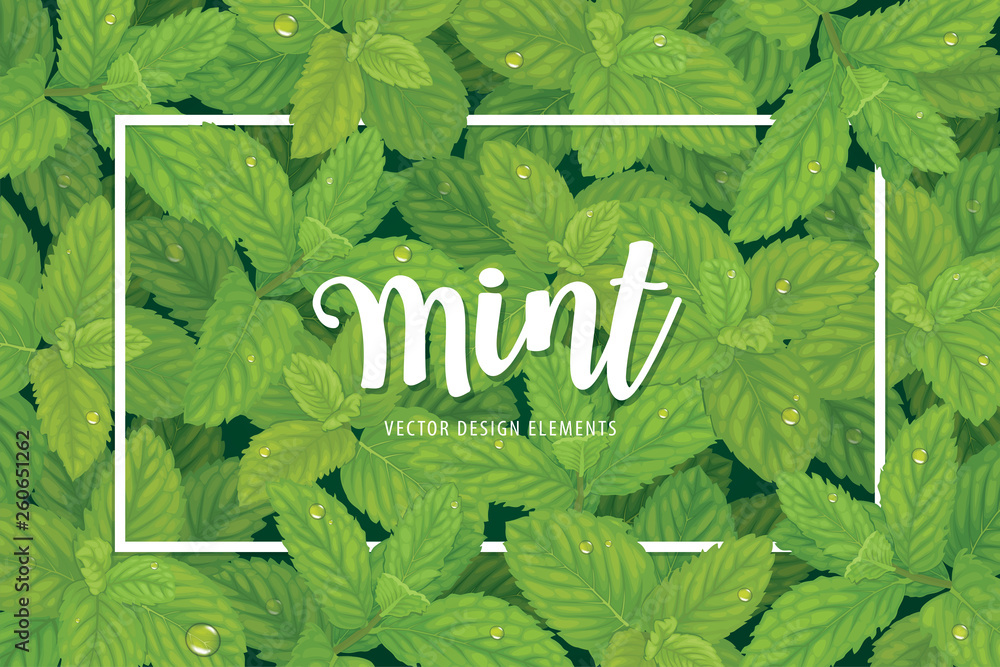 Branch of green mint leaves with dew drop on background template ...