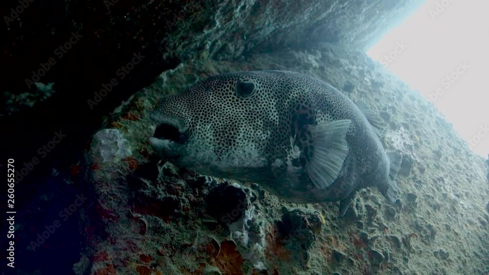 Giant puffer fish hides inside a cave in the tropical waters of the ...