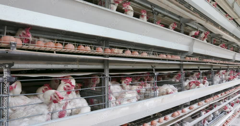 4K panning wide angle view of cramped chickens in a large scale egg ...