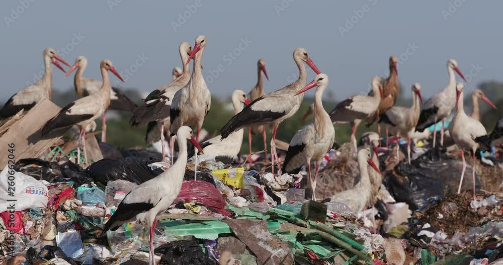 4K close-up view of a small group of European White Storks scavenging ...