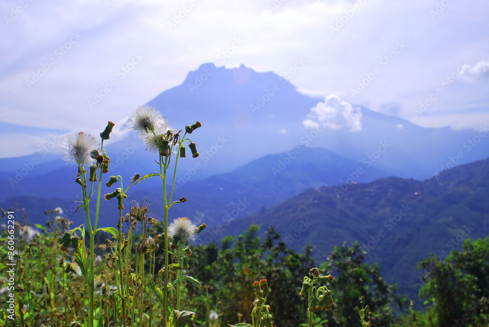 Mount Kinabalu is a mountain in Sabah, Malaysia. It is protected as ...